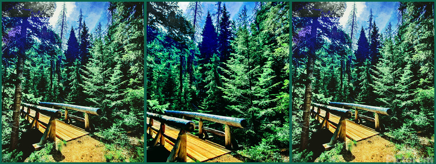 Through the Forest by Ell Cee Wall Art