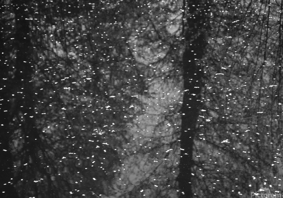 Trees over Lake. Art of Deconstruction. by Elena Dijour Wall Art