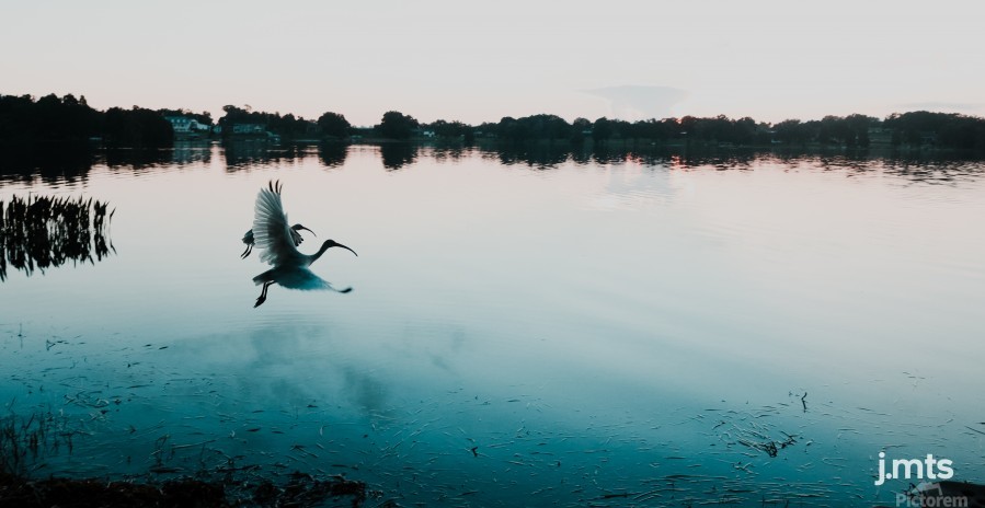 soar by j.mts Wall Art