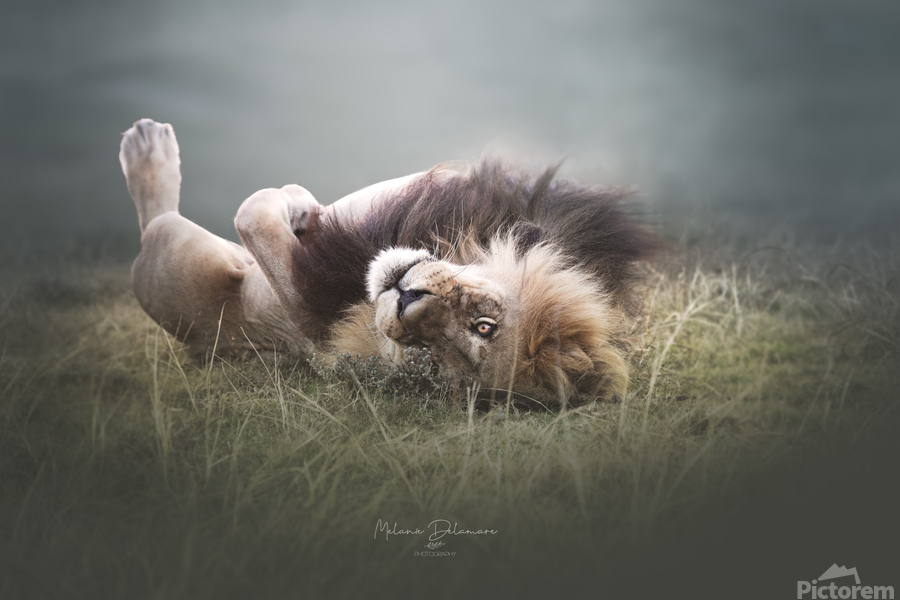 Madoda Under The Spotlight by Melanie Delamare Wall Art