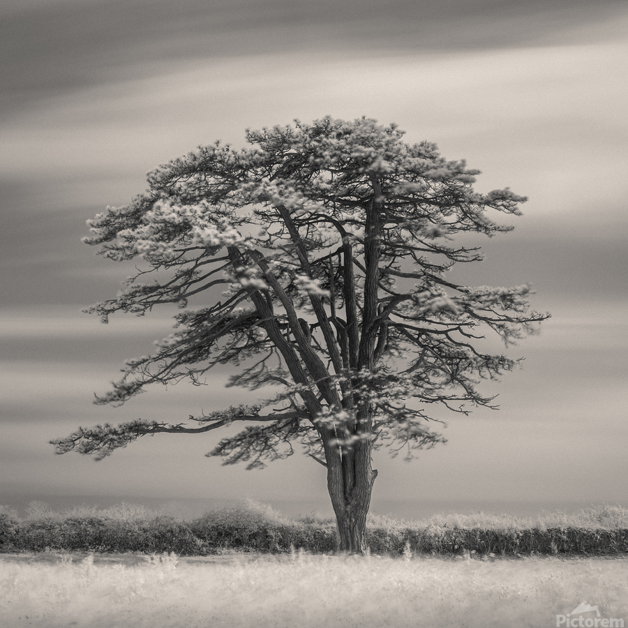 Llansteffan Cedar Tree by Dave Bowman Wall Art