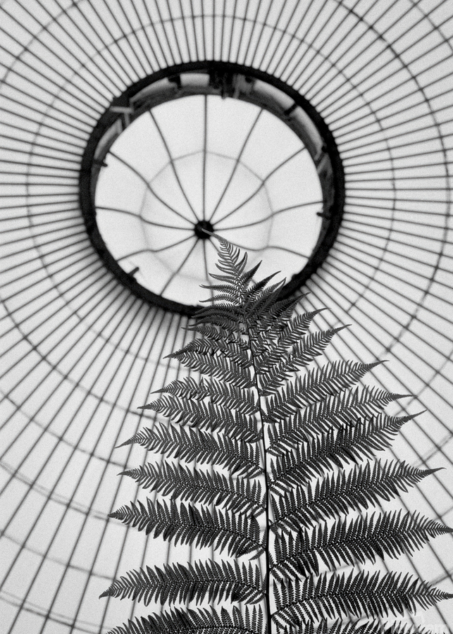 Fern and Dome by Dave Bowman Wall Art
