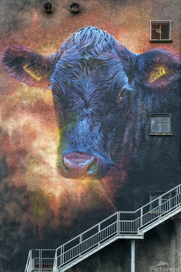 Ballymoney Cow Mural by Dave Bowman Wall Art