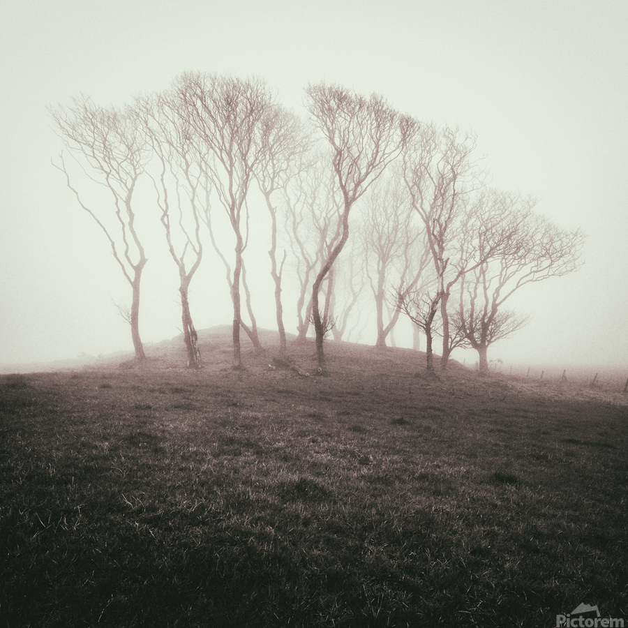 Misty Trees by Dave Bowman Wall Art