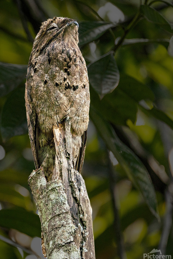 Common Potoo - Nyctibius griseus by AvistarColombia Wall Art