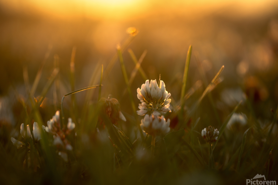 Clover Sunset by Kirsten Ryan Wall Art