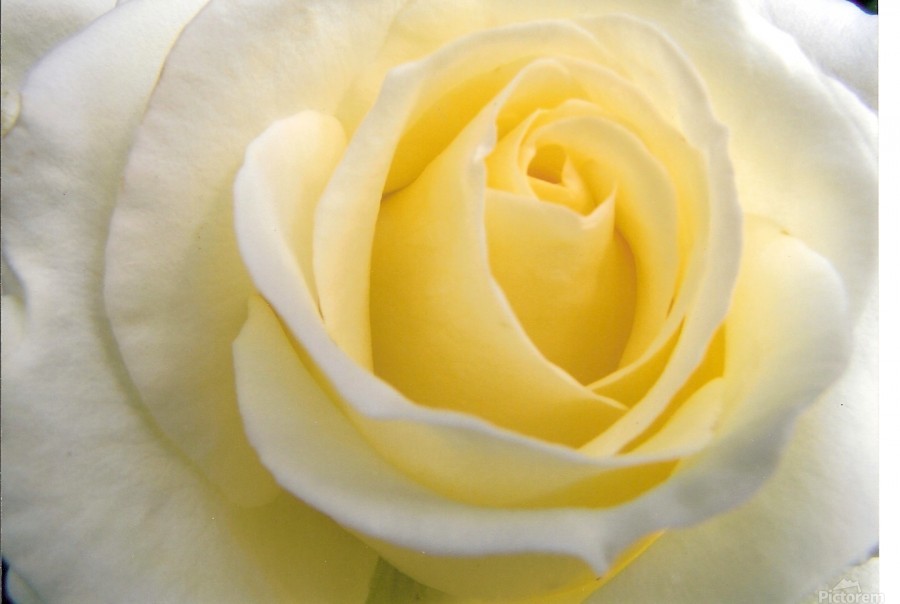 Shades of yellow by Helen Chow Wall Art