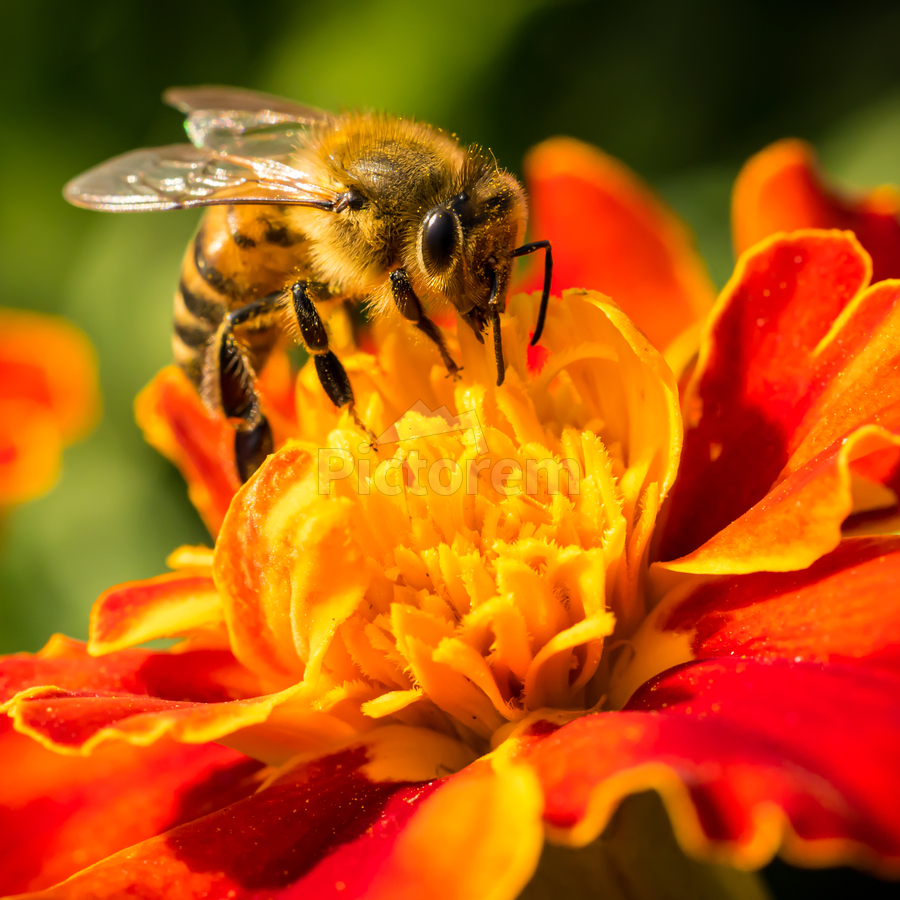 Bee With Eyelashes by Paul Punzo Wall Art