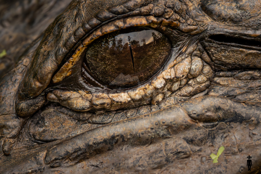 Gator Eye With Horizon by Paul Punzo Wall Art