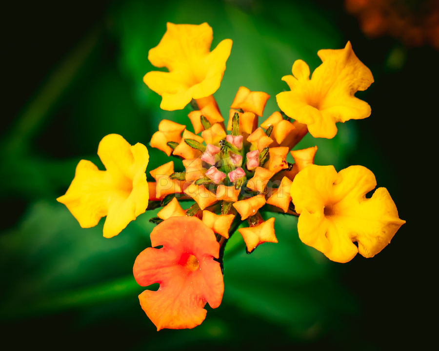Star Flower by Paul Punzo Wall Art