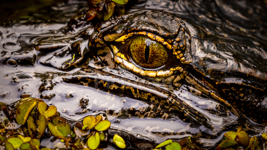 Swamp Eye On the Move by Paul Punzo Wall Art