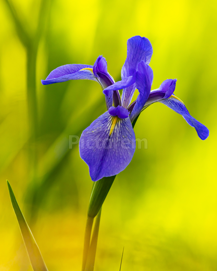 Swamp Flower by Paul Punzo Wall Art