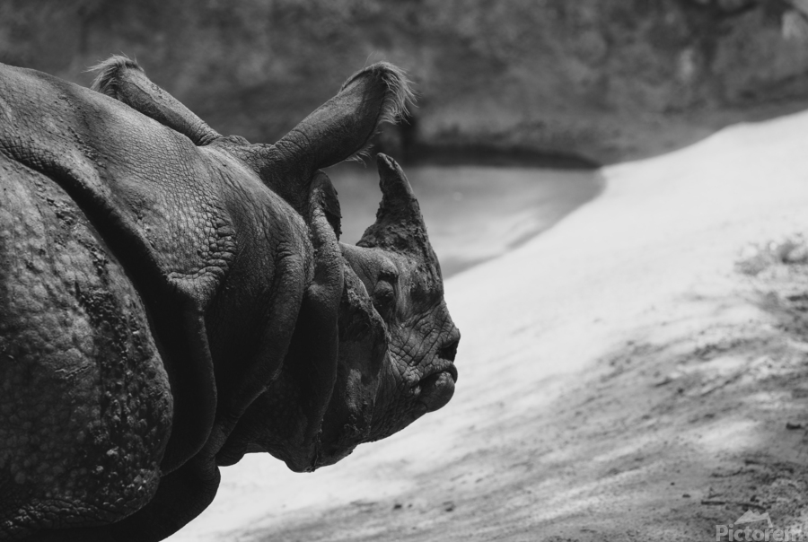 Gentle Goliath by Nicholas Vosburg Wall Art