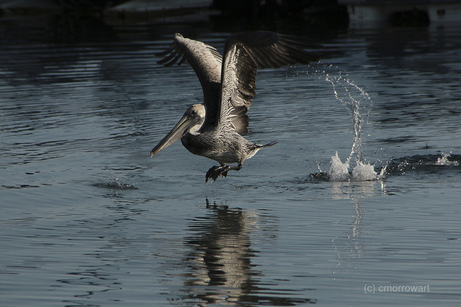 Takeoff by cmorrowart Wall Art