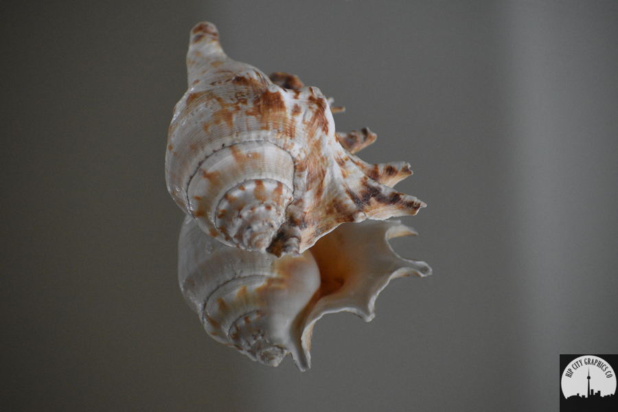Shell 101 by Rick Waddell Wall Art