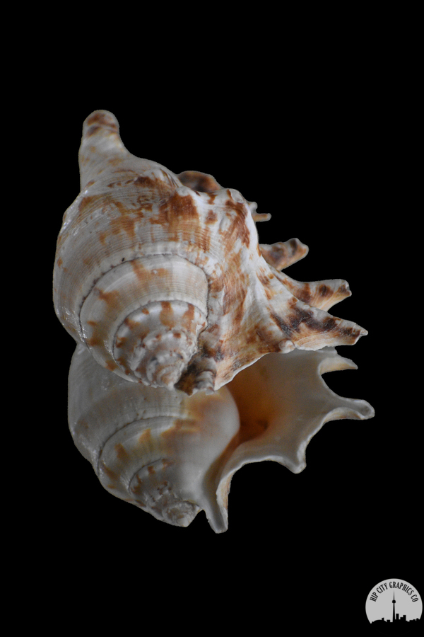 Shell 101 Black by Rick Waddell Wall Art