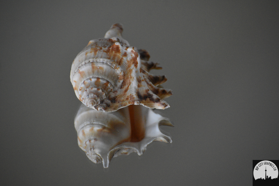 Shell 111 by Rick Waddell Wall Art