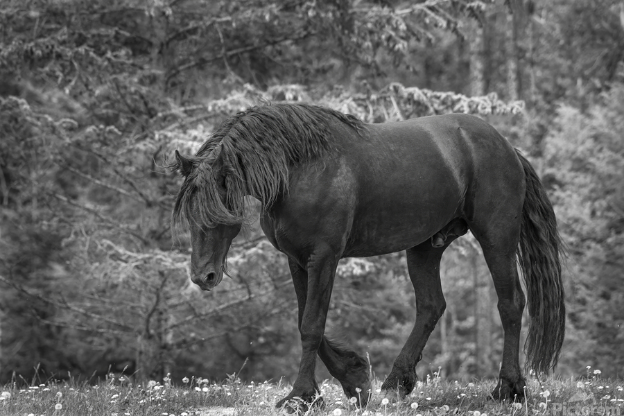 Breeding and Beyond: The Friesian Horses Path to Recovery by Caio ...