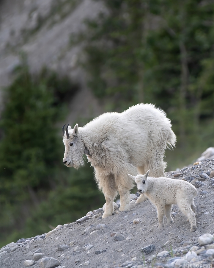 The Love of a Mother: Mama Mountain Goat with Her Kid by Caio Paagman ...