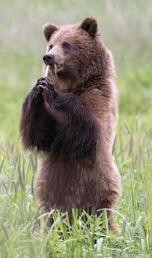 bear standing tall
