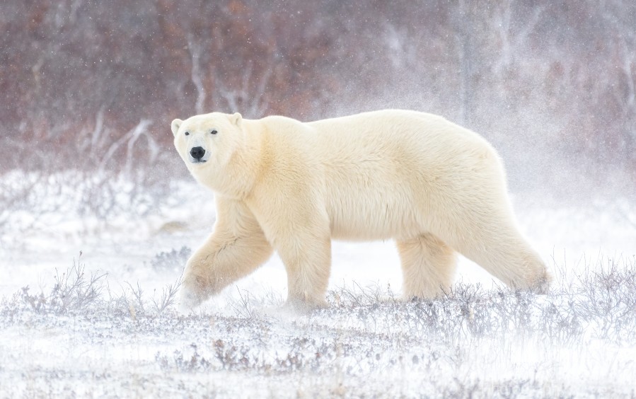 Polar Bear Run by Rino Falvo Photography Wall Art