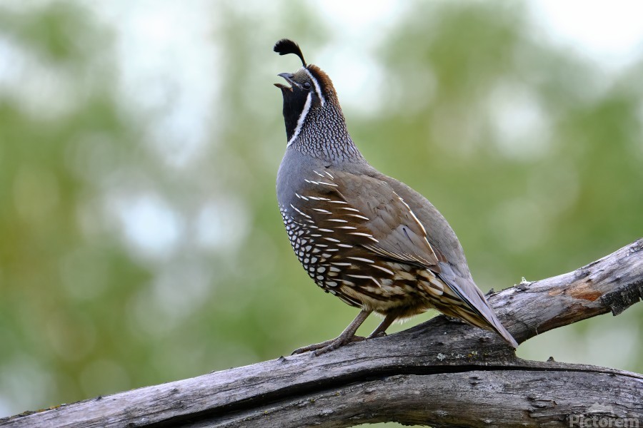 Quail calling by Andrew Wasik Wall Art
