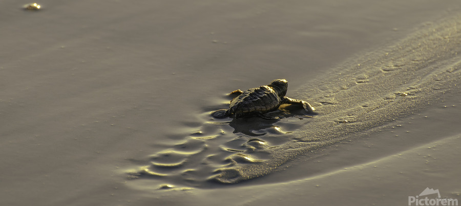 Drawn by the Ocean’s Call by Gregg Lantz Wall Art