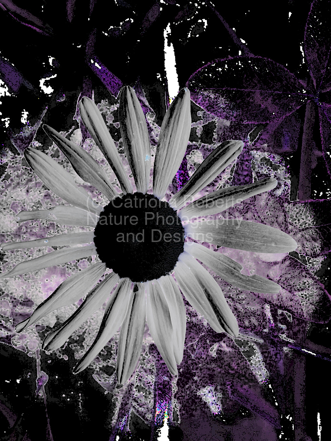 Abstract Dark Daisy Flower by Catriona Roberts Nature Photography and ...