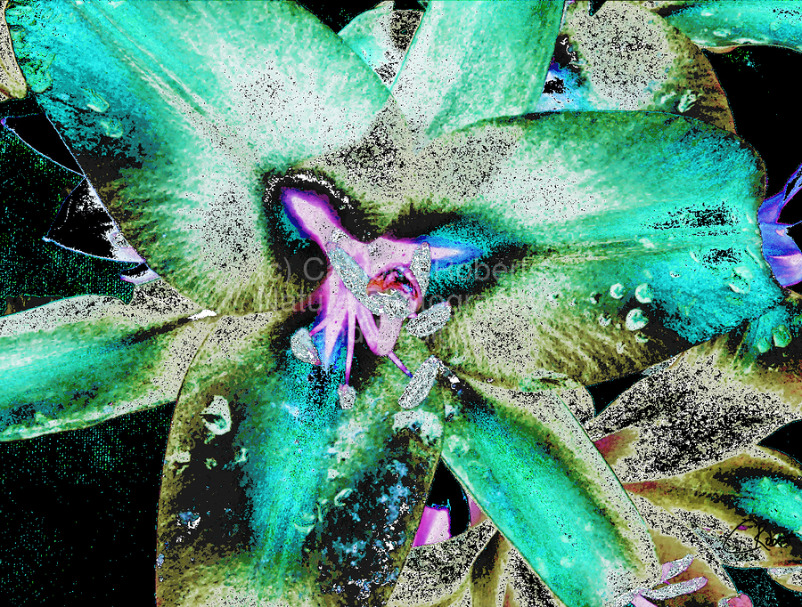 Abstract Surreal Coloured Lily Flowers by Catriona Roberts Nature ...