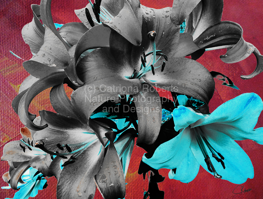 Darkly Inverted Poster Colour Lilies by Catriona Roberts Nature ...