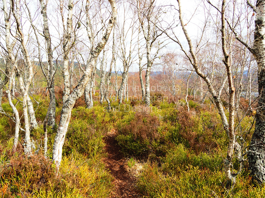Scottish Highlands Spring Birch Trees by Catriona Roberts Nature ...