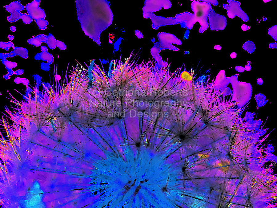 Abstract Neon Dandelion Seeds Close Up by Catriona Roberts Nature ...