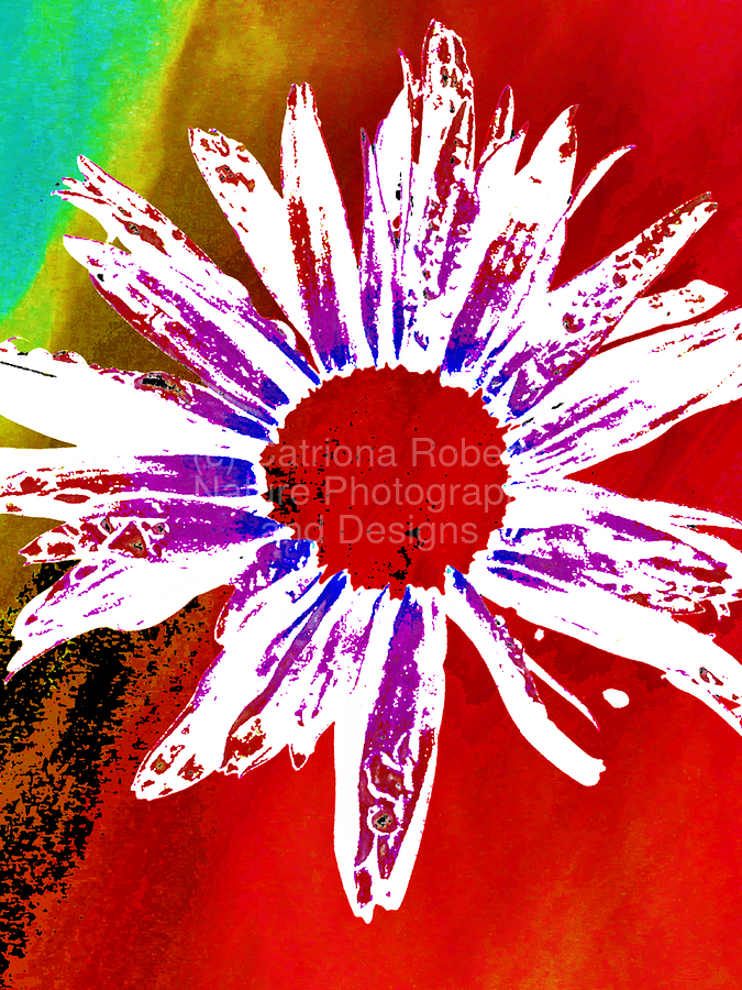 Abstract Red and White Daisy by Catriona Roberts Nature Photography and ...