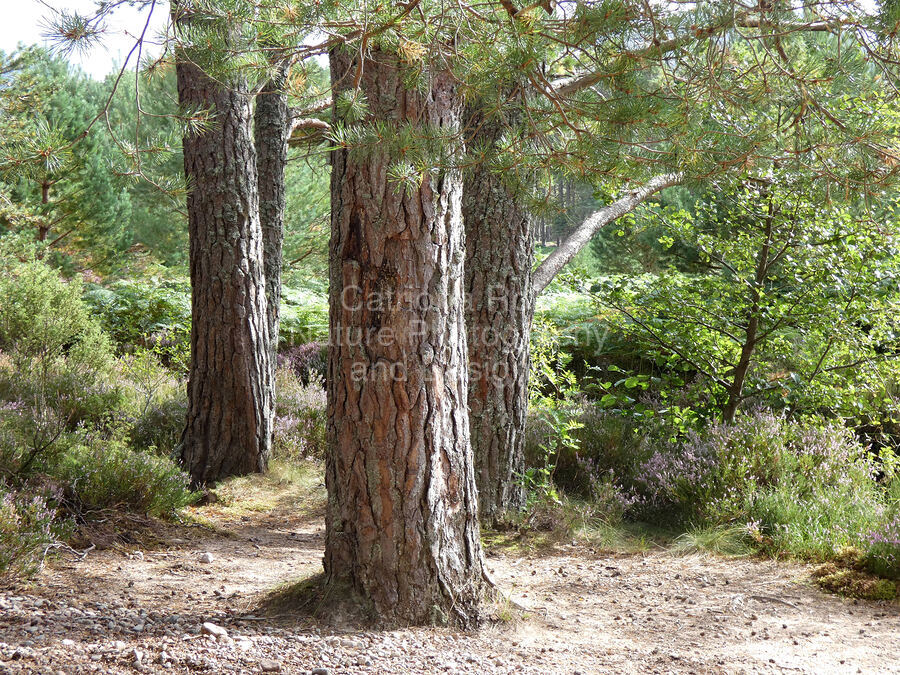 Scottish Highlands Pines by Catriona Roberts Nature Photography and ...