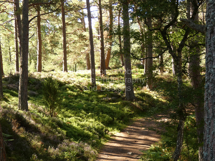 Scottish Highlands Fantasy Forest by Catriona Roberts Nature ...
