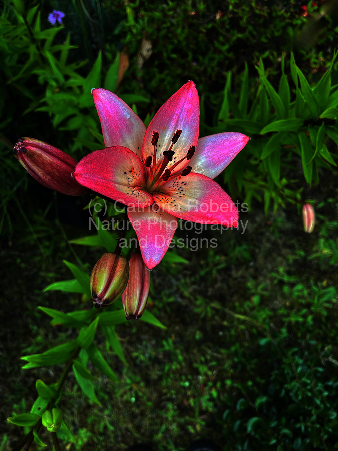 Vibrant Lilies by Catriona Roberts Nature Photography and Designs Wall Art