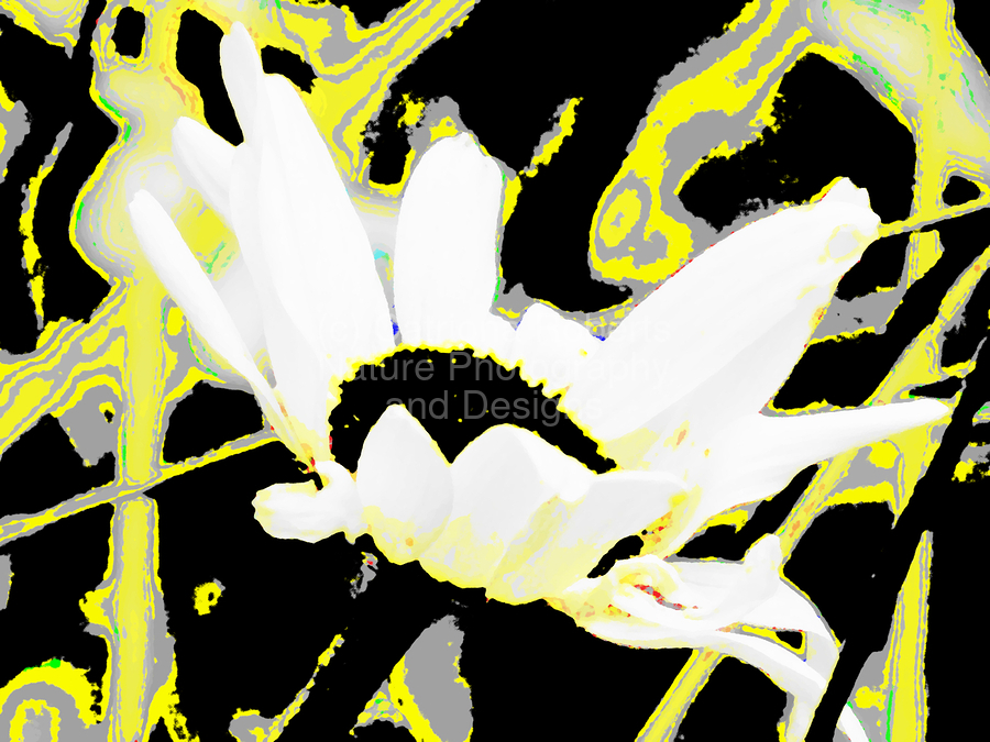 Abstract Neon Daisy Flower by Catriona Roberts Nature Photography and ...
