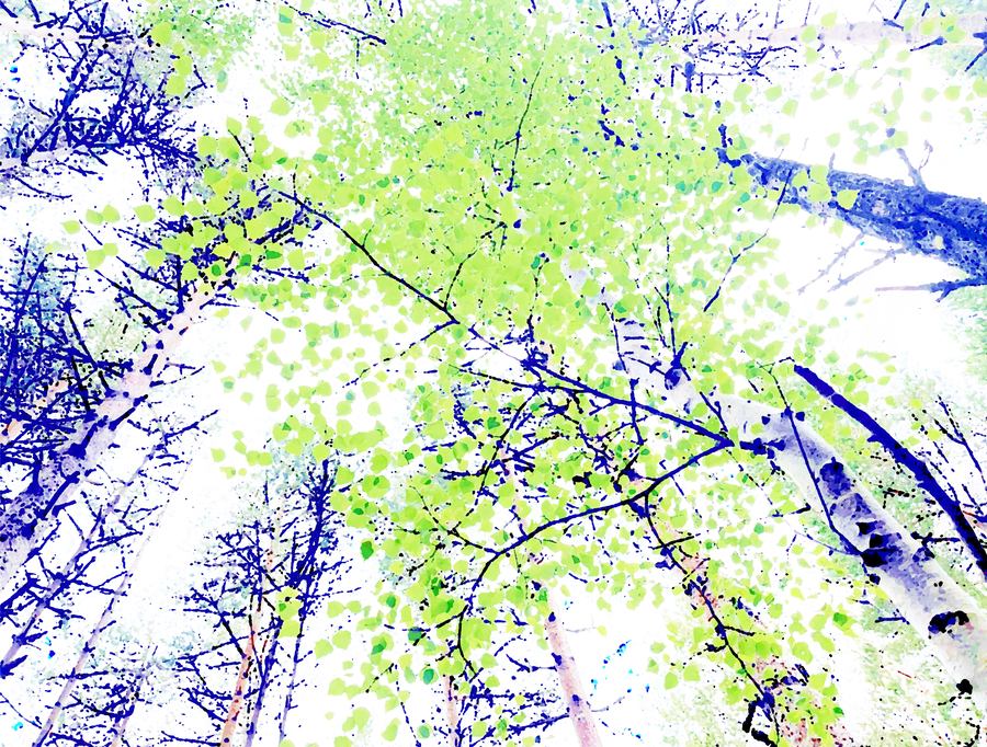 Abstract Tree Canopy by Catriona Roberts Nature Photography and Designs ...