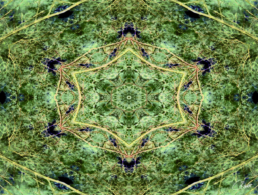 Inverted Pine Tree from Below by Catriona Roberts Nature Photography ...