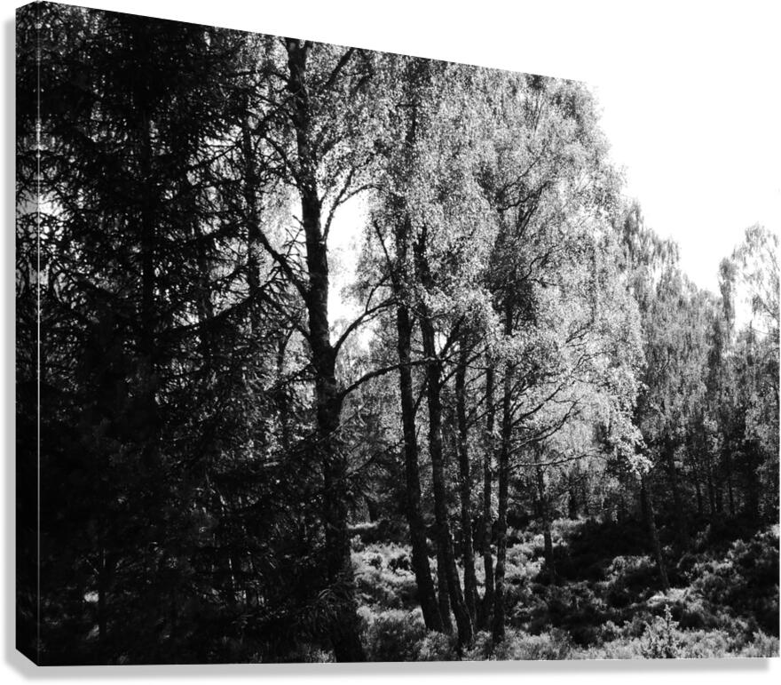 Scottish Highlands Black and White Birch Trees by Catriona Roberts ...