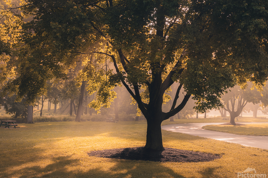Misty Maple Tree in Covered Bridge Park by Jason Fink Wall Art