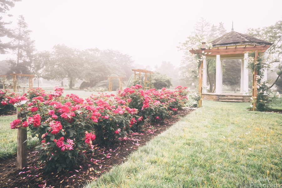 Allentown Rose Gardens Roses Bushes and Gazebo by Jason Fink Wall Art