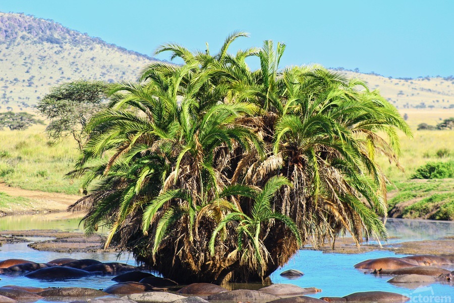 Palm Tree and Hippos by John Urquidi Wall Art