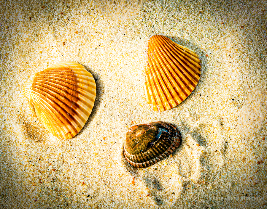 Three Shells by Prairie Wind Imagery Wall Art