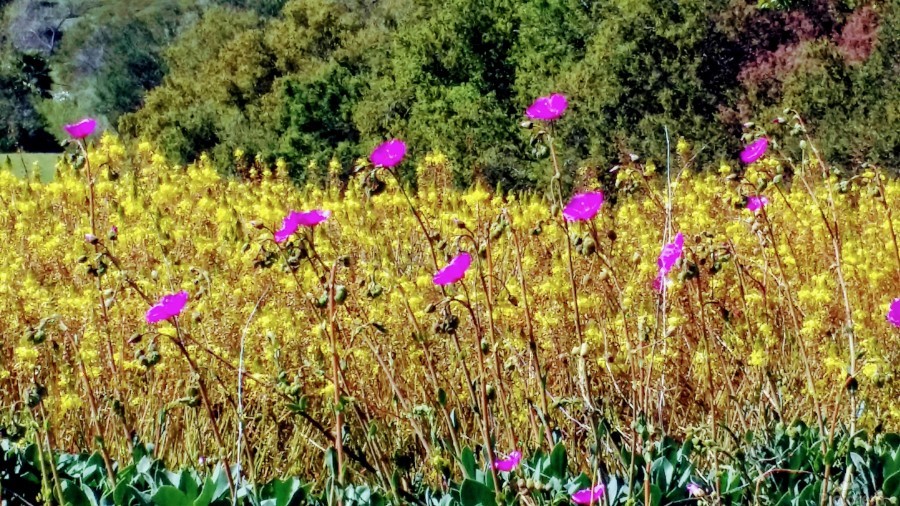Purple Flowers by Martina Schramm Wall Art