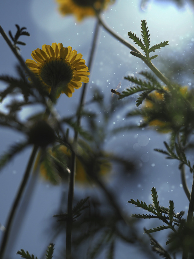 Ant Eye View by Suzanne Bonin Wall Art