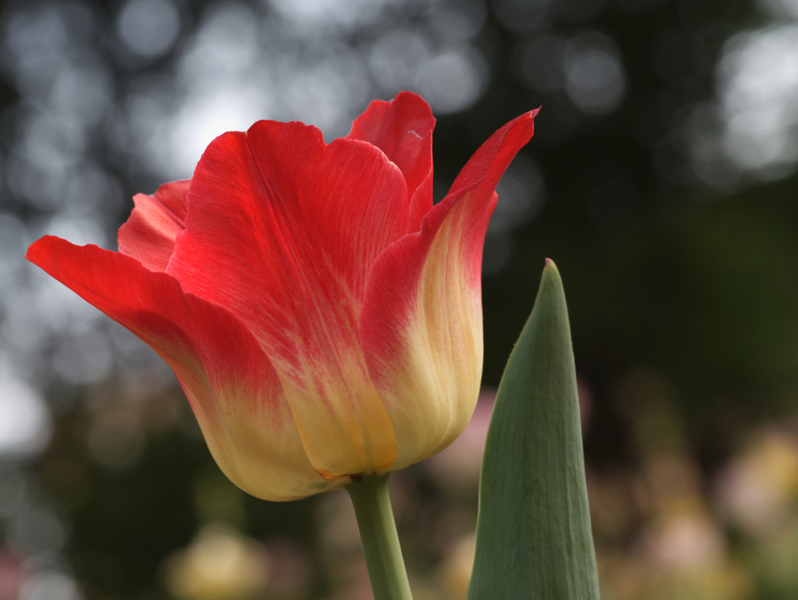 Happy One by Suzanne Bonin Wall Art