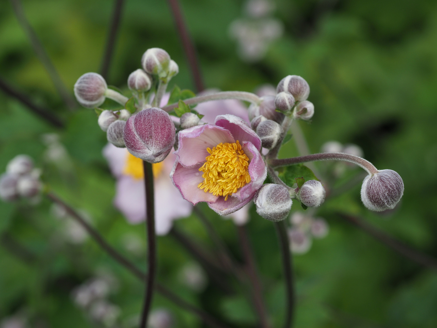 Japanese Thimbleweed by Suzanne Bonin Wall Art
