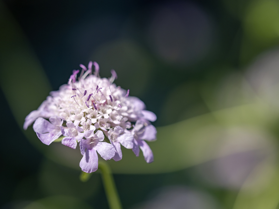 Pincushion Flower by Suzanne Bonin Wall Art