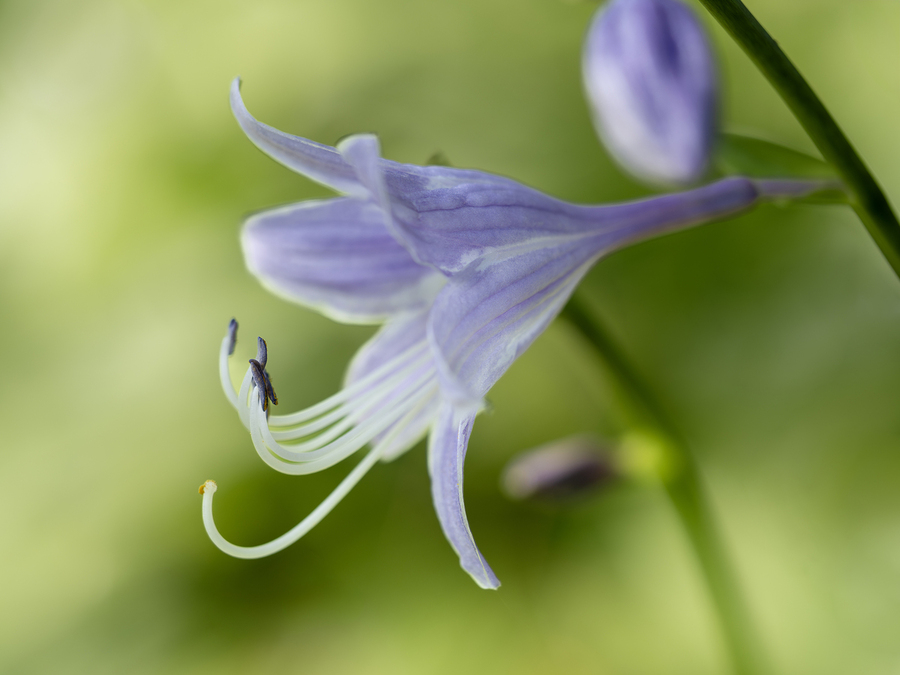 Purple Hosta Flower by Suzanne Bonin Wall Art